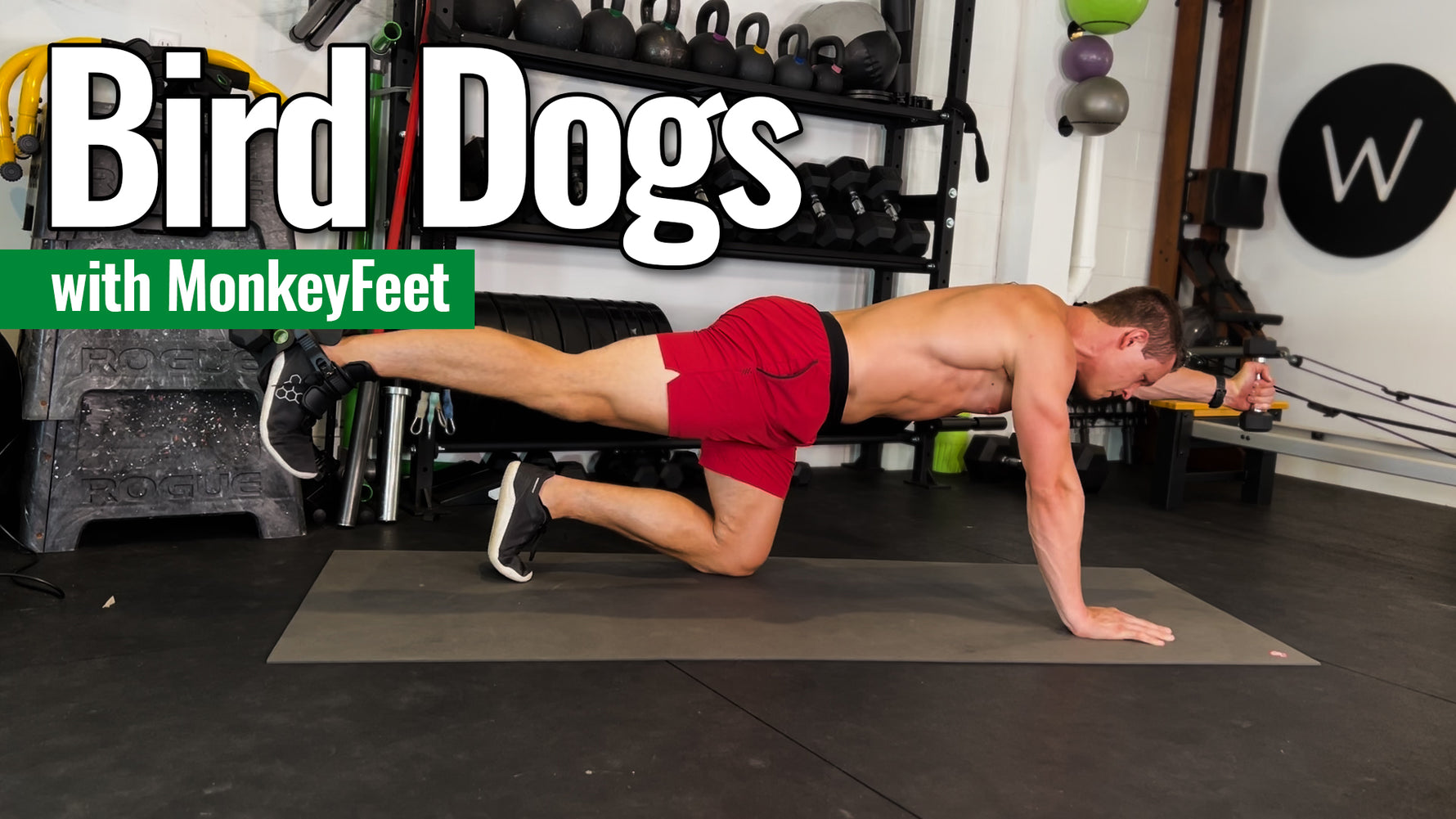 How To - Bird Dogs – Animalhouse Fitness